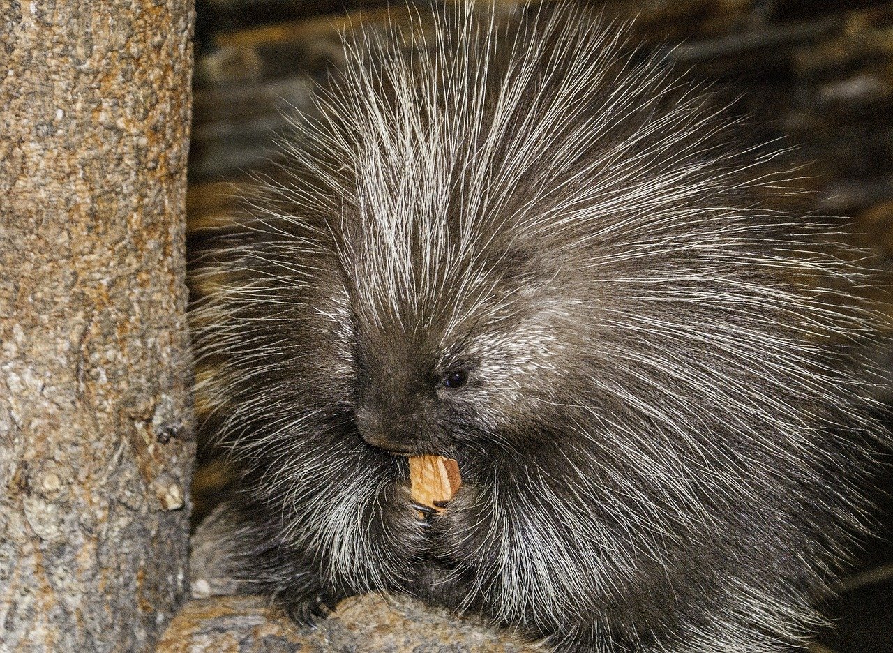 Positive Reinforcement Training for Porcupines: A Beginner's Guide ... Positive Reinforcement Training for Porcupines: A Beginner's Guide ...